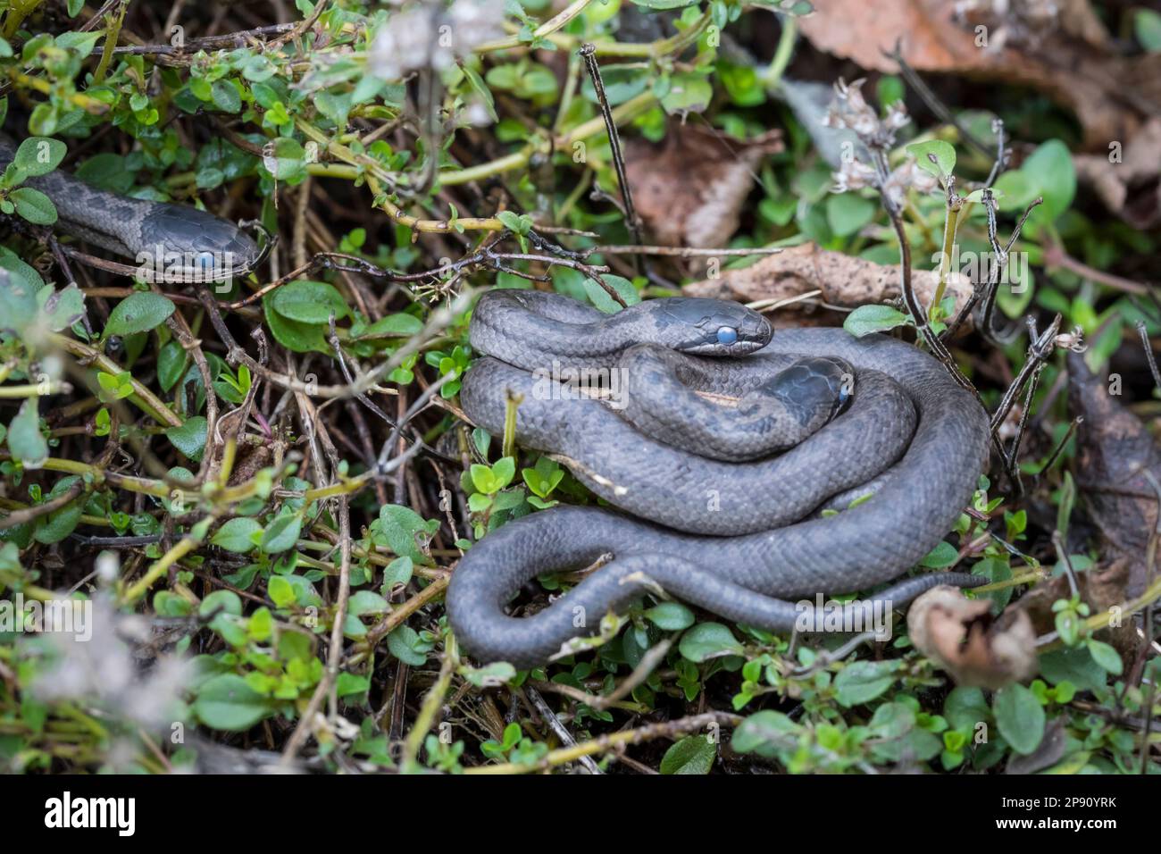 Schlingnatter, Coronella austriaca, smooth snake Stock Photo - Alamy