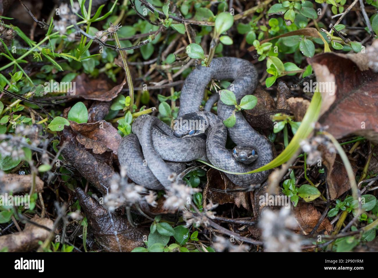 Schlingnatter, Coronella austriaca, smooth snake Stock Photo - Alamy