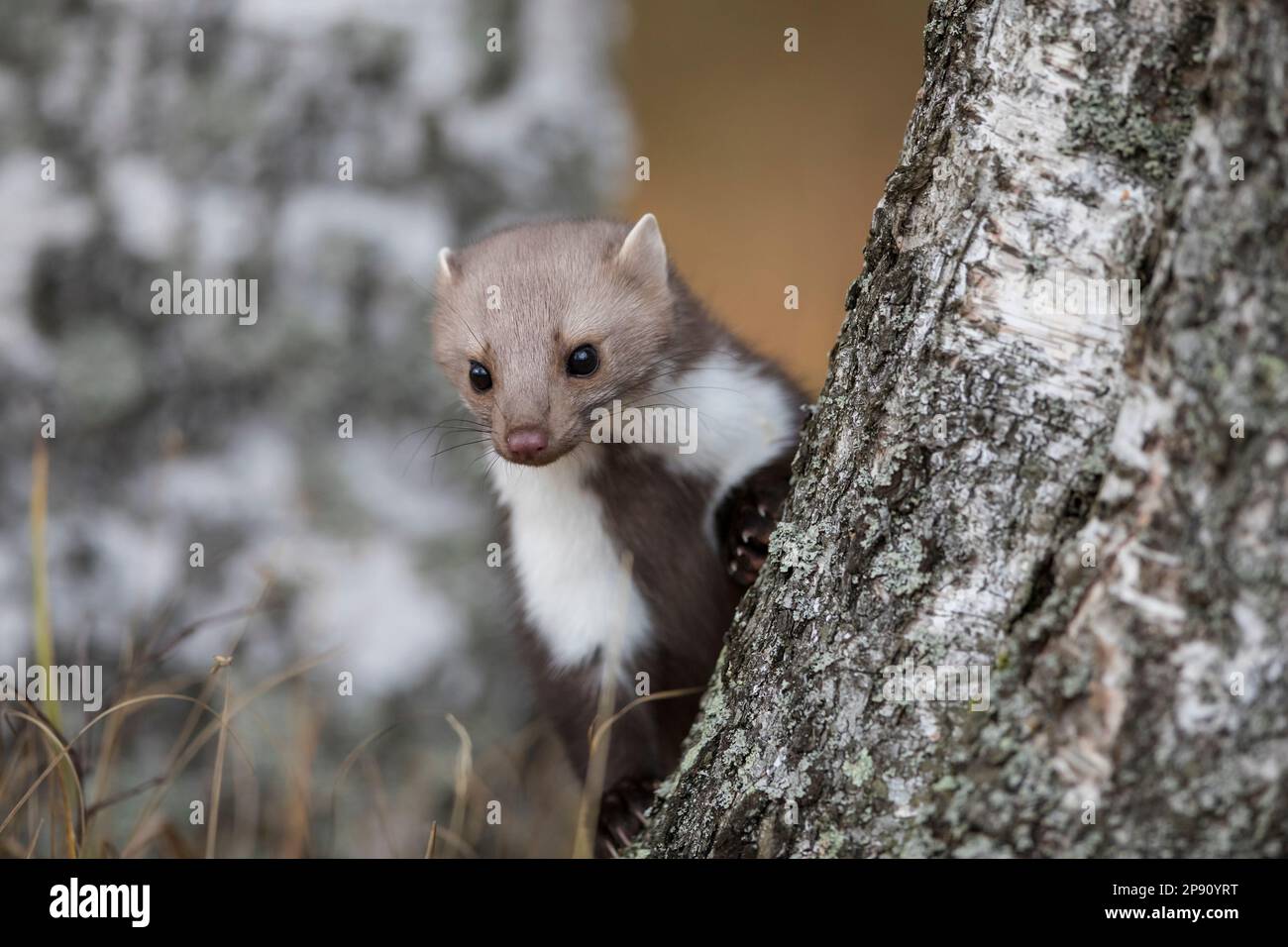 Steinmarder, Martes foina, stone marten Stock Photo - Alamy