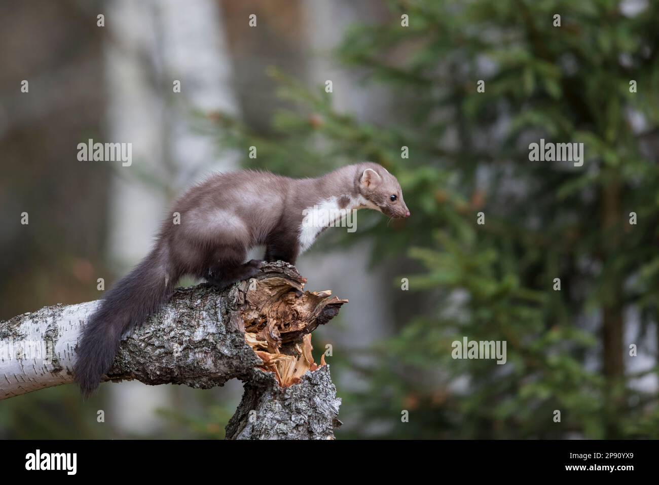 Steinmarder, Martes foina, stone marten Stock Photo - Alamy