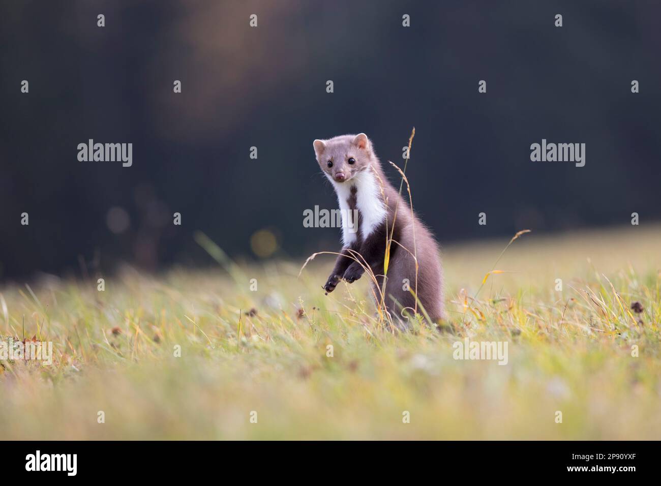 Steinmarder, Martes foina, stone marten Stock Photo - Alamy