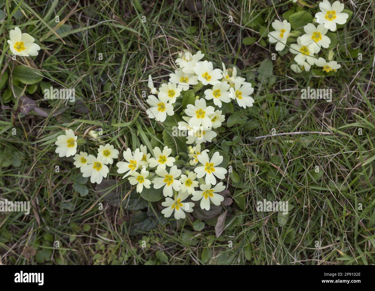 Flowers in february and march hi-res stock photography and images - Alamy