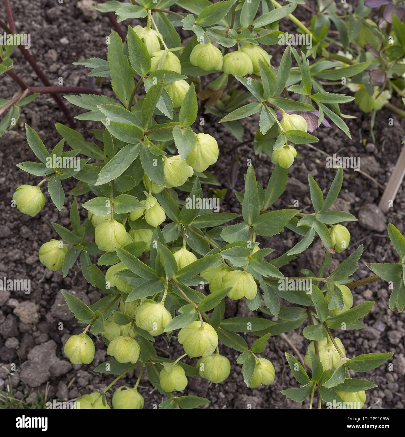 Poisonous plant Hellebore Stock Photo - Alamy