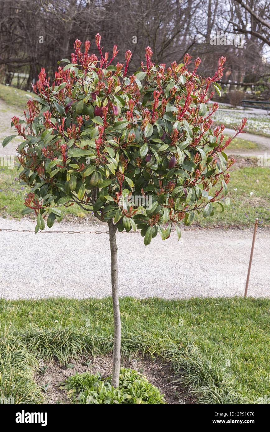 Red Robin plant Stock Photo - Alamy