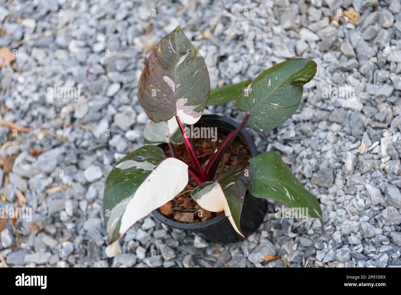 Philodendron red anderson hi-res stock photography and images - Alamy