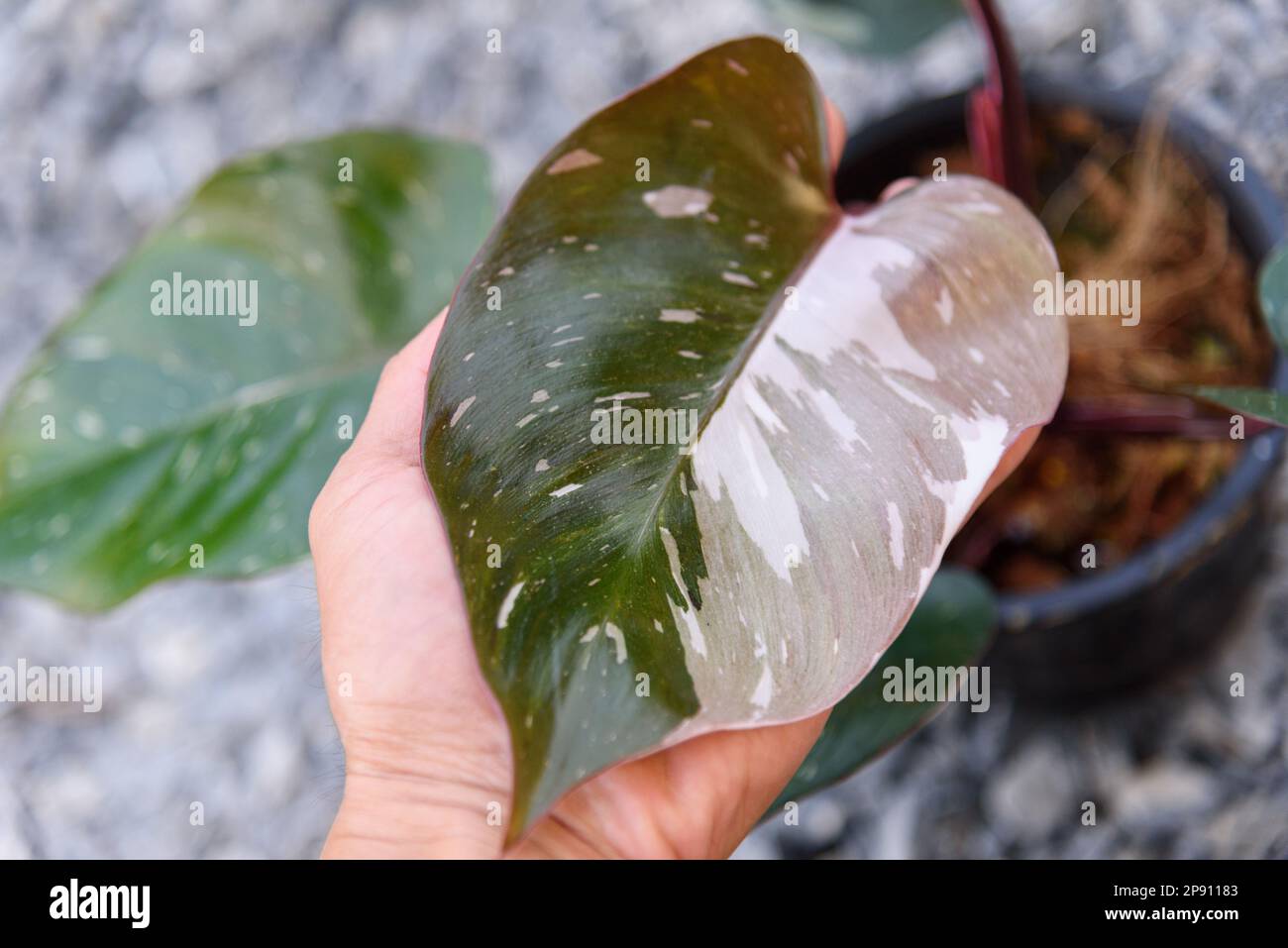 Philodendron red anderson hi-res stock photography and images - Alamy