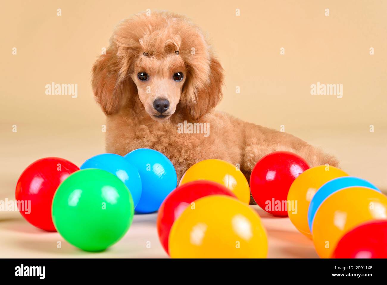Apricot toy poodle puppy playing with colored balls on yellow ...