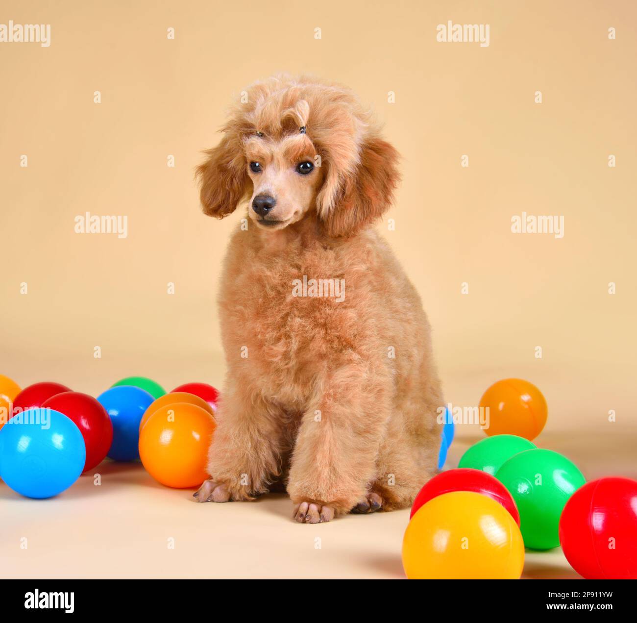 Cute toy poodle puppy with colored balls in the studio on yellow ...