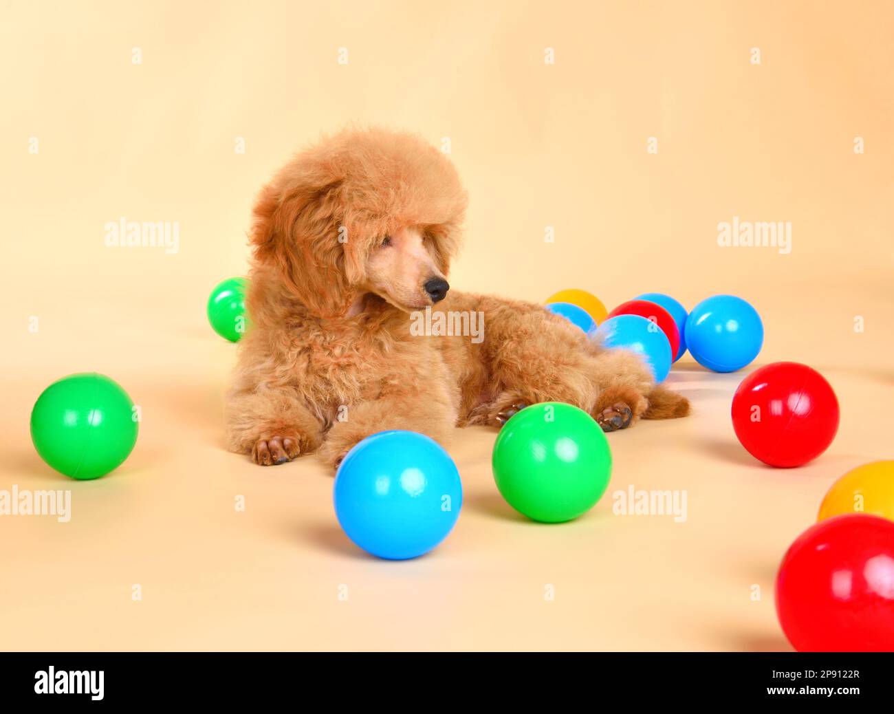 Three month old toy poodle puppy playing with colored balls on yellow ...