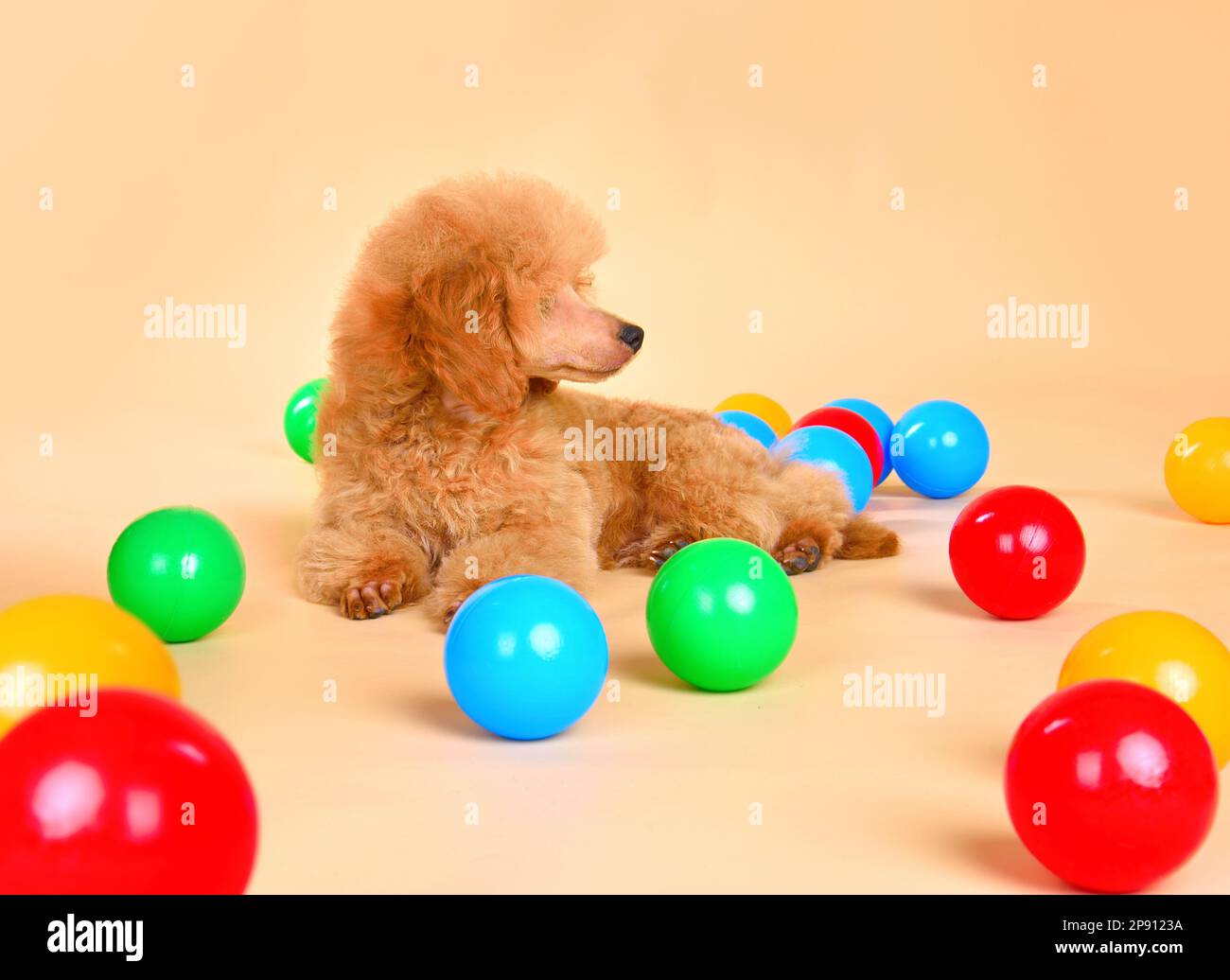 Apricot toy poodle hi-res stock photography and images - Alamy