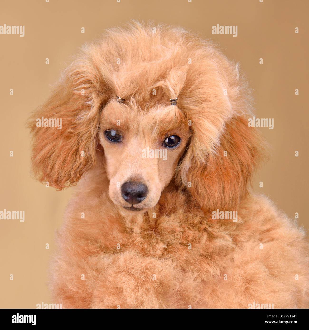 Portrait of apricot toy poodle puppy on yellow background Stock Photo ...