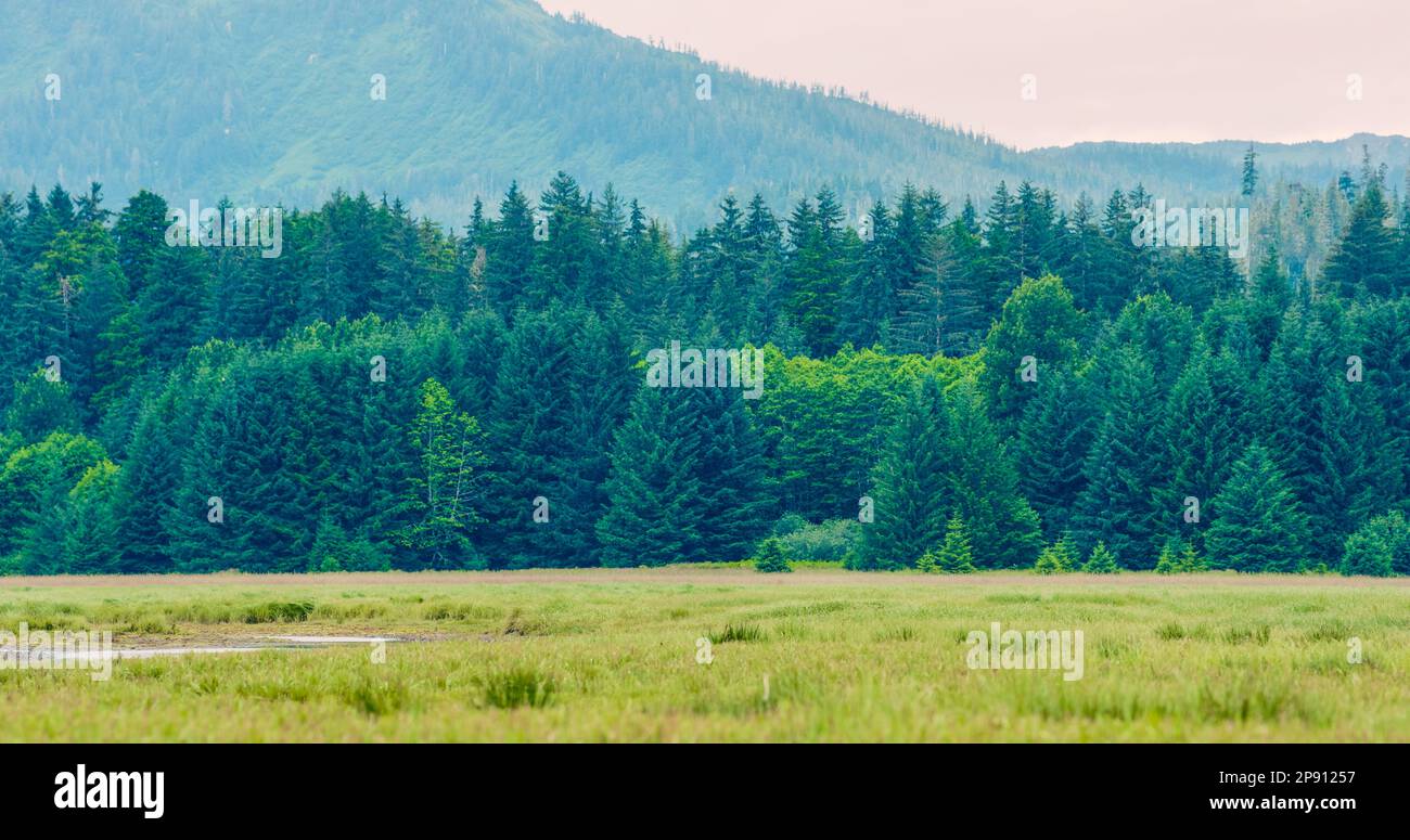 The emerald green coniferous forest is full of vitality. Various ...