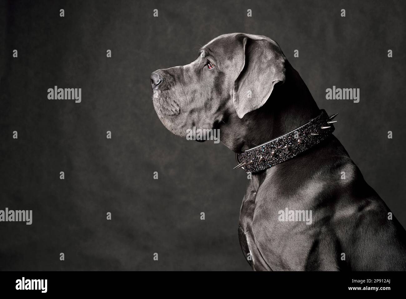 Studio portrait of Great Dan dog in collar with spikes on a gray ...