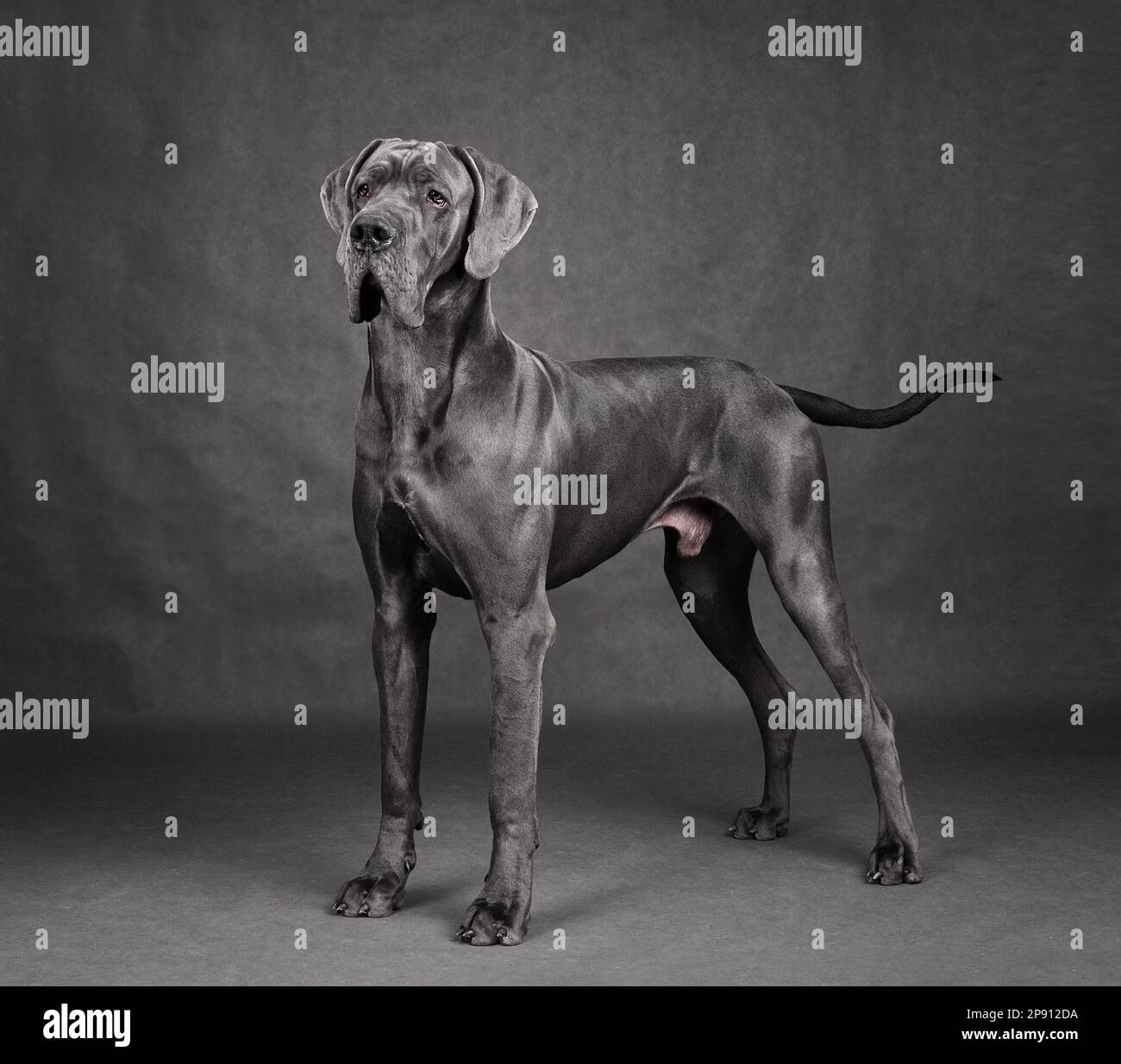 Studio shot of standing Great Dan dog with uncropped ears on a gray ...
