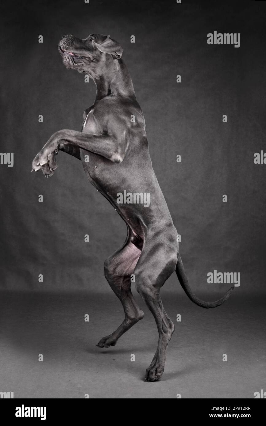 Studio shot of big Great Dan dog with uncropped ears dancing on a gray ...