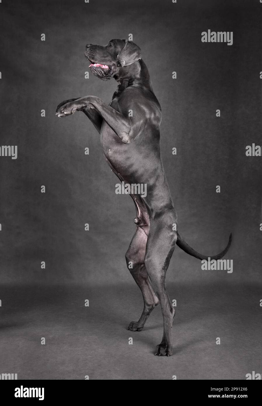 Dancing big Great Dan dog with uncropped ears on a gray background ...