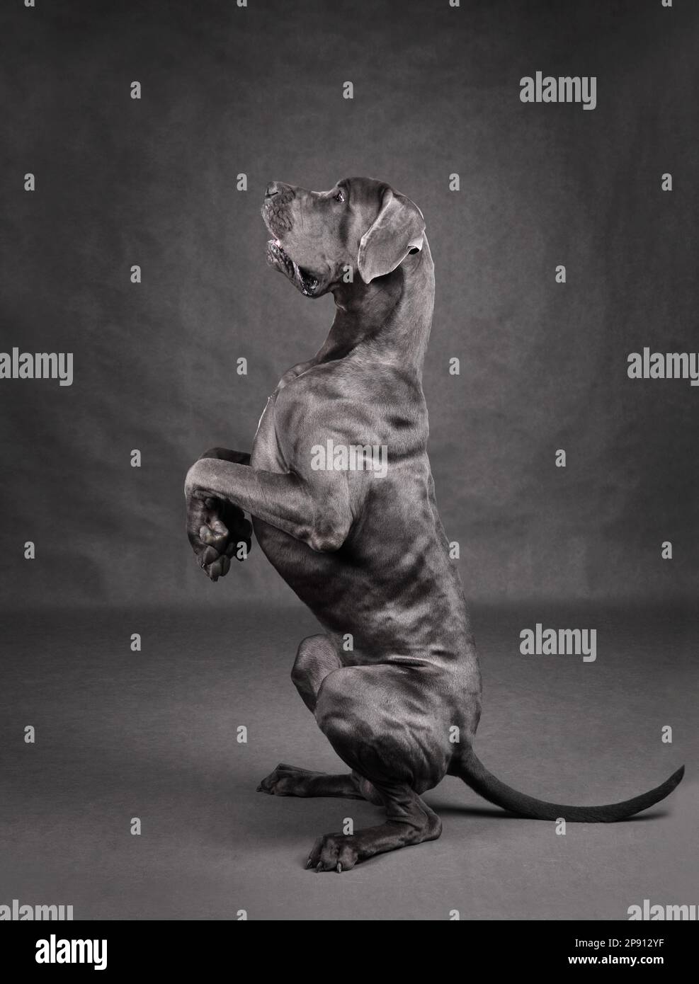 Great Dan dog with uncropped ears sitting up on a gray background Stock ...