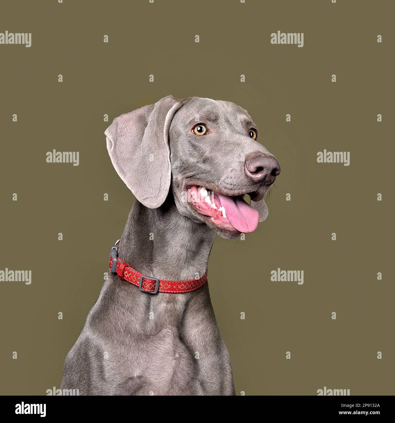 Studio portrait of weimaraner dog against green background Stock Photo ...