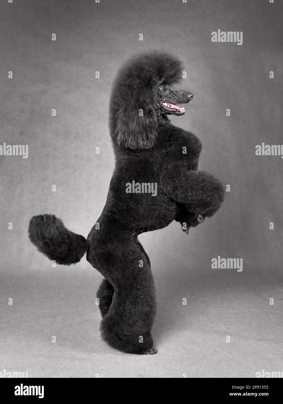 Standard poodle agility hi-res stock photography and images - Alamy