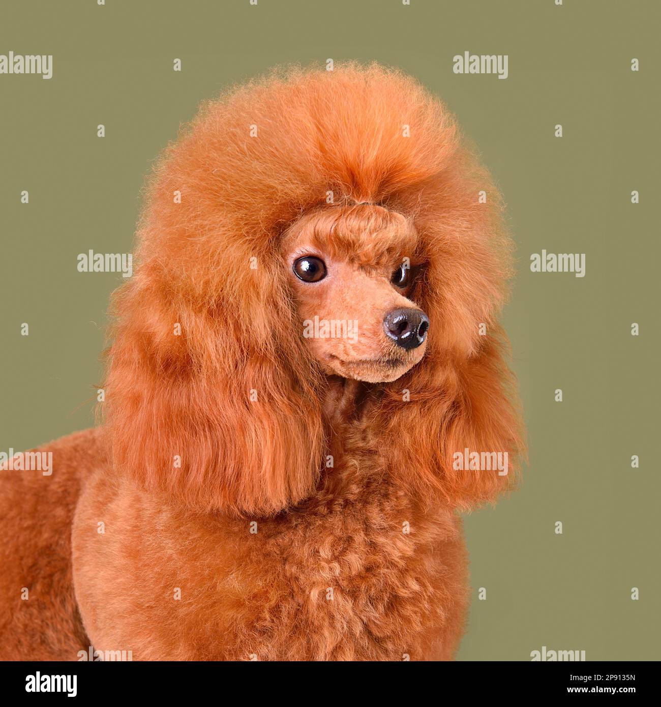 Studio portrait of bright apricot poodle in scandinavian lion clip on a ...