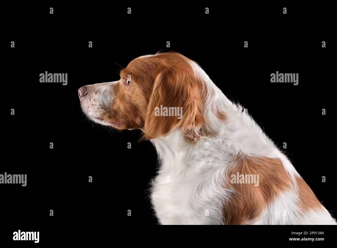 White and brown brittany dog profile hHead shot isolated on black ...
