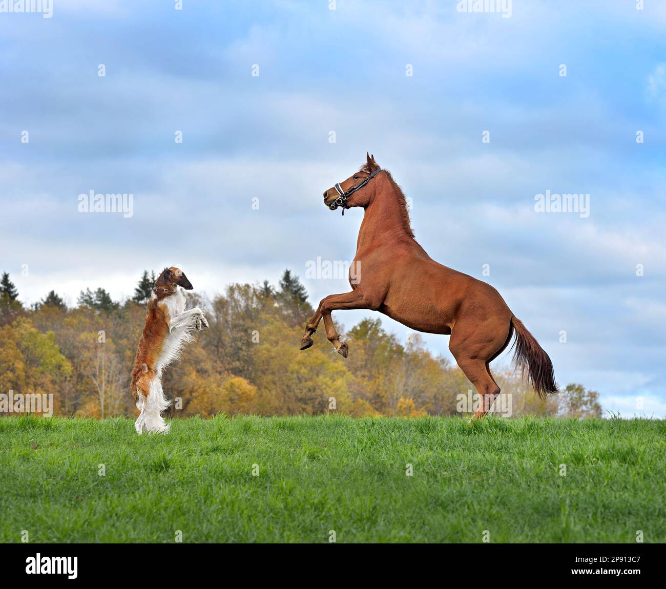 Beautiful russian borzoi dog and red horse rearing on hind legs and ...
