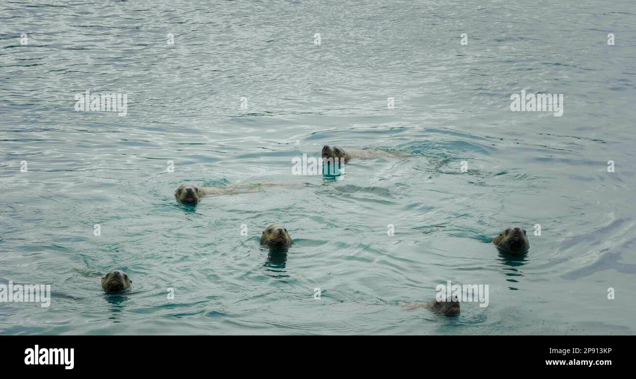 Sea lions swim around in the sea, sometimes poking their heads out of ...