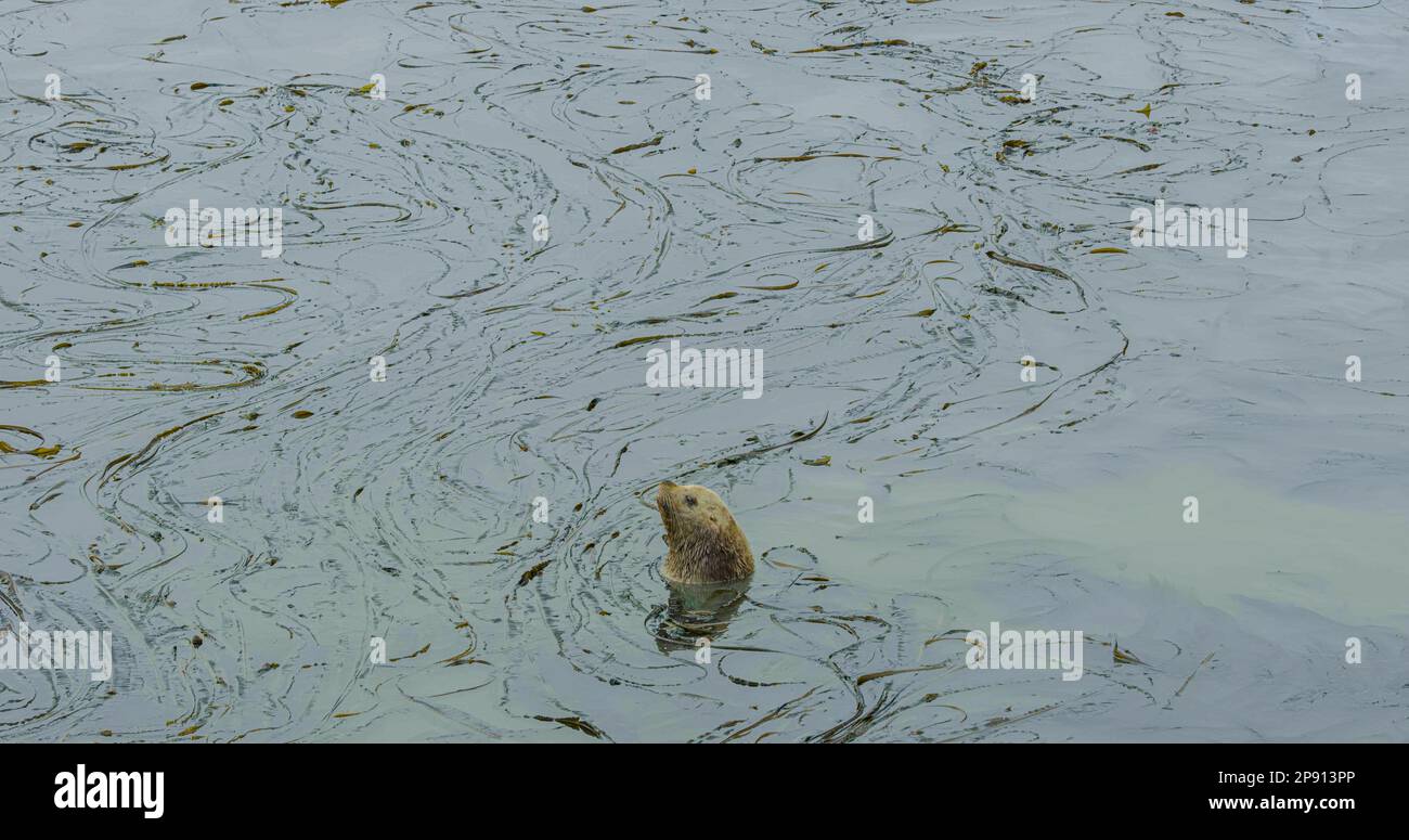 A sea lion look around in the water. The sea surface is covered with ...