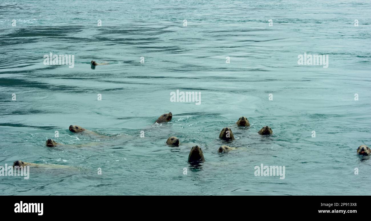 Sea lions swim around in the sea, sometimes poking their heads out of ...