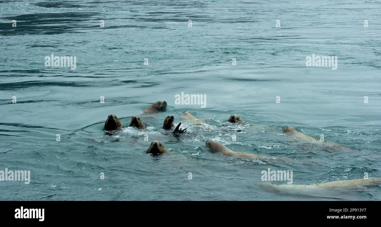 Sea lions swim around in the sea, sometimes poking their heads out of ...
