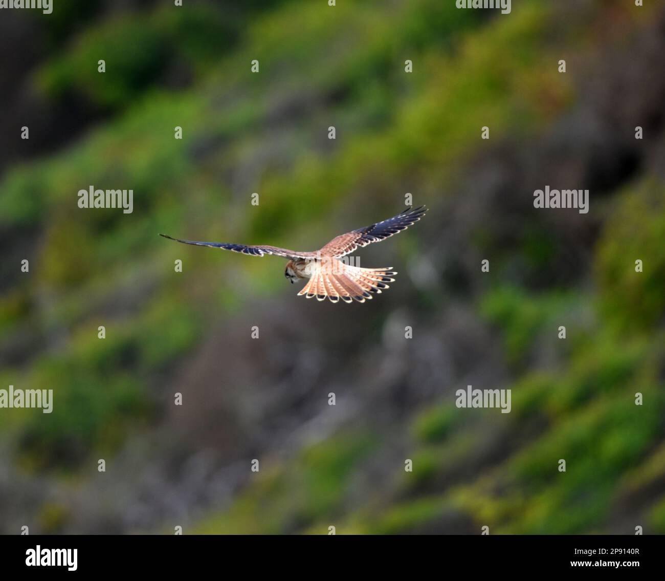 Australian coastal habitat hi-res stock photography and images - Alamy