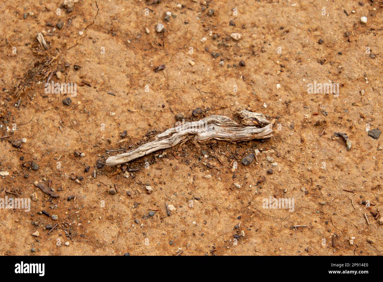 Dry stick isolated in the dry sandy soil of the Karoo in South Africa ...