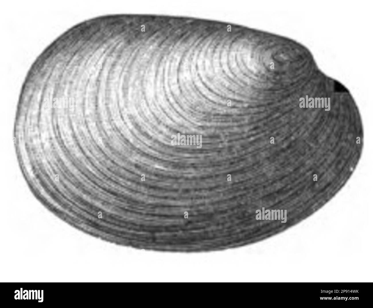 Fordilla troyensis outer shell surface (top) and cast of internal ...