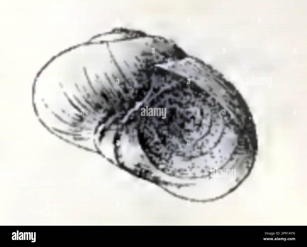 Dillwynella modesta hi-res stock photography and images - Alamy