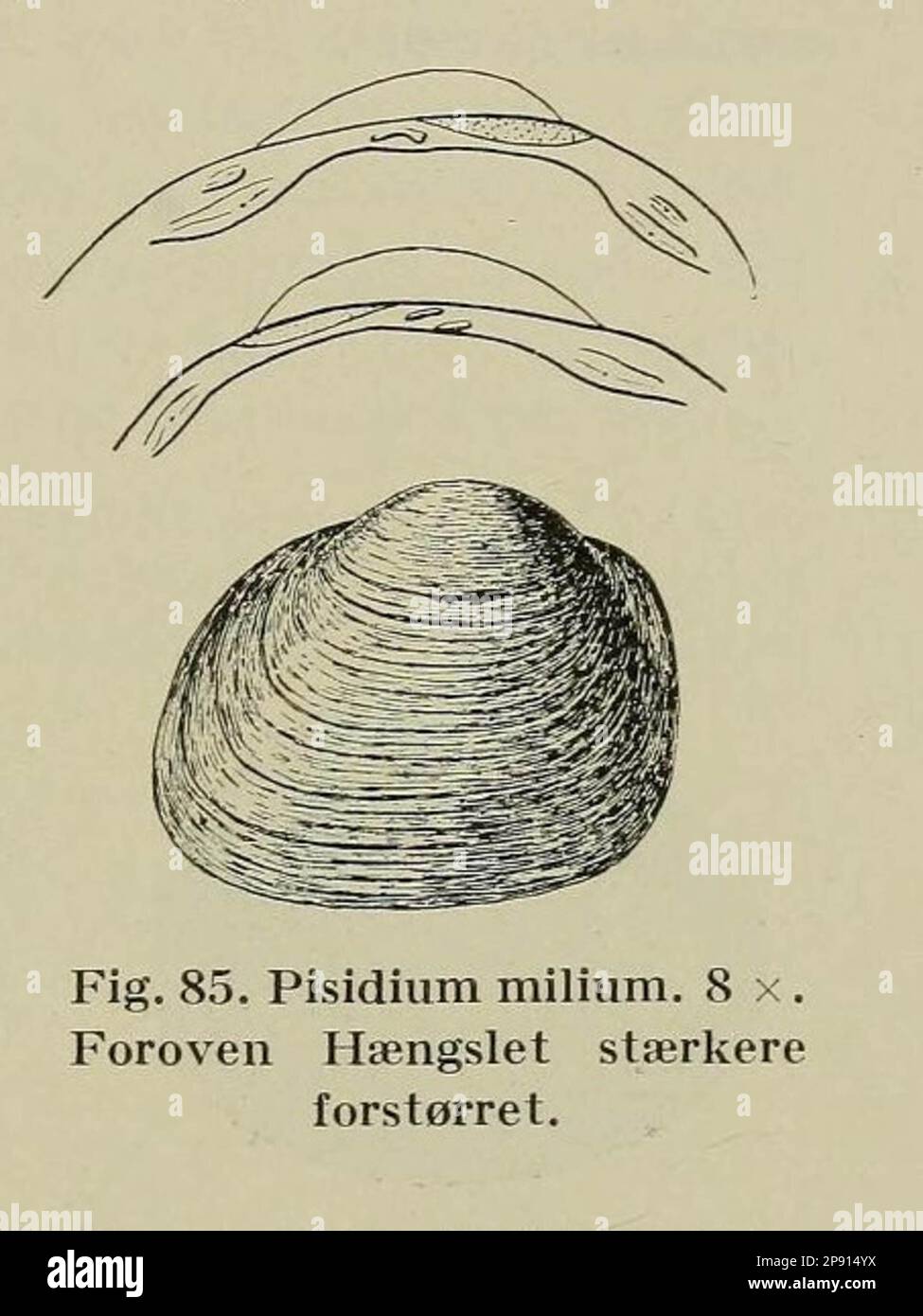 Pisidium milium hi-res stock photography and images - Alamy