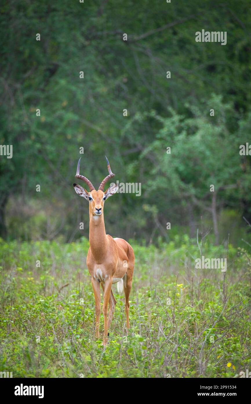 Male impala in the wild Stock Photo - Alamy