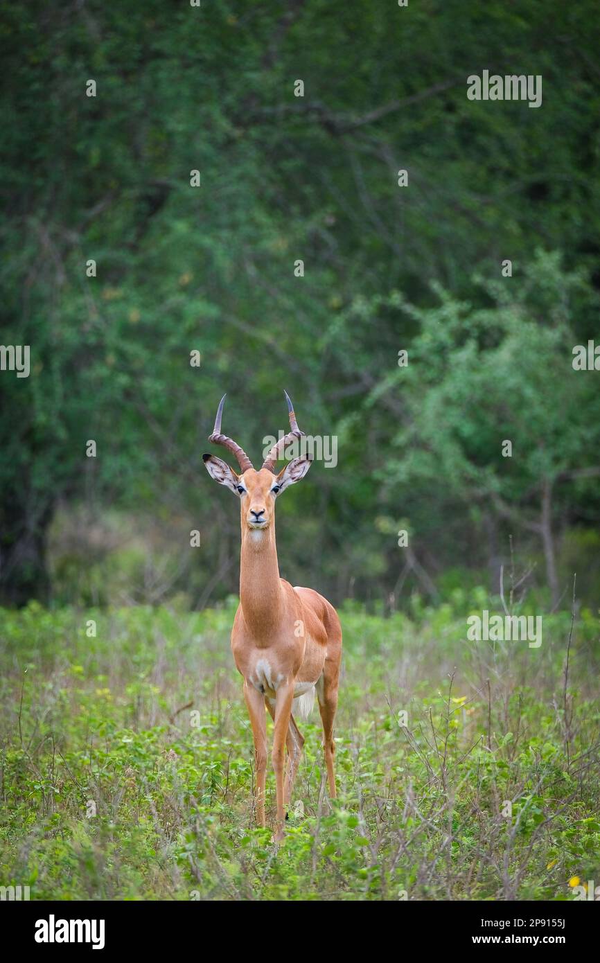 Male impala in the wild Stock Photo - Alamy