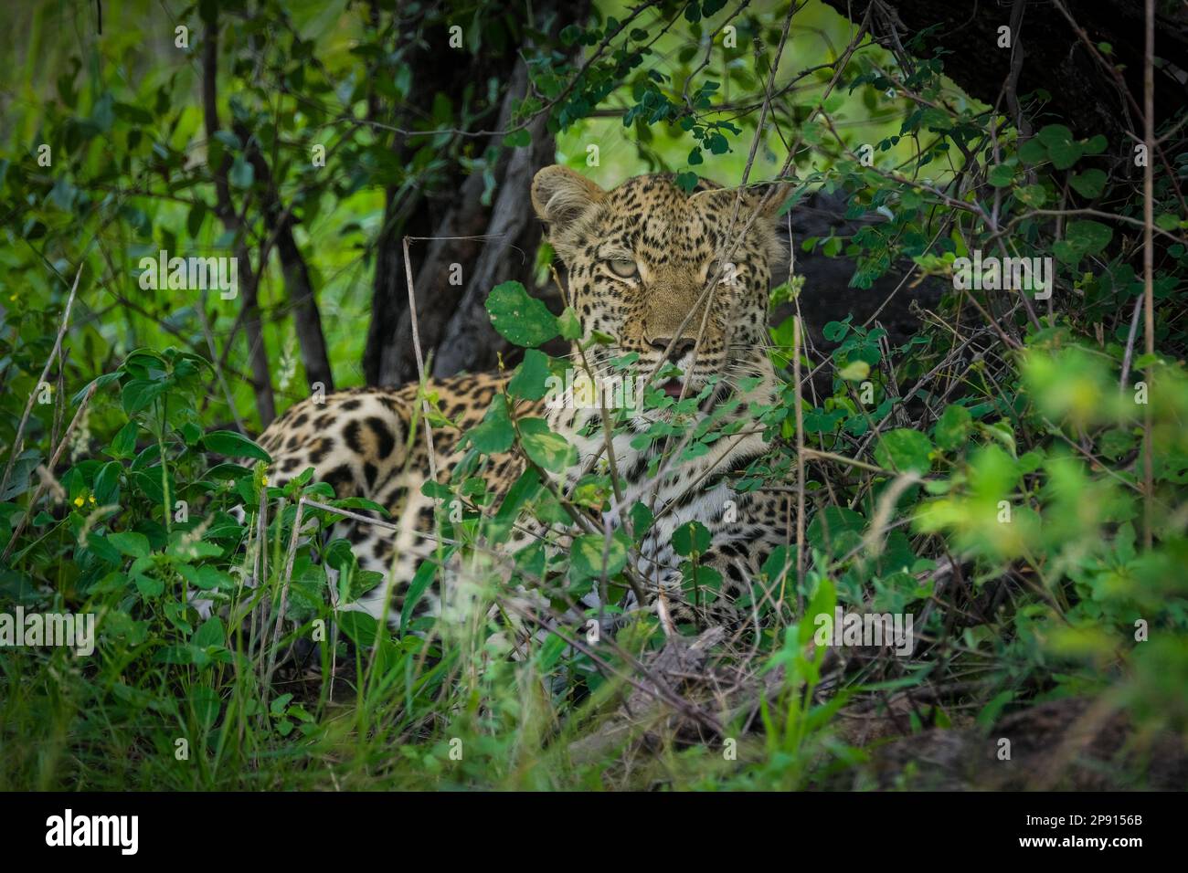 Female Leopard in the bush of South Africa Stock Photo - Alamy