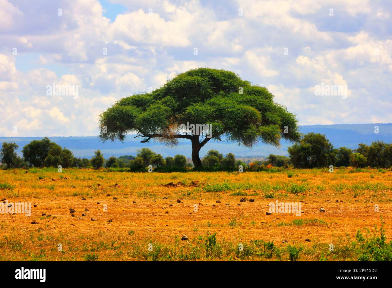 Acacia tree in the open savanna mara kenya in africa Stock Photo - Alamy