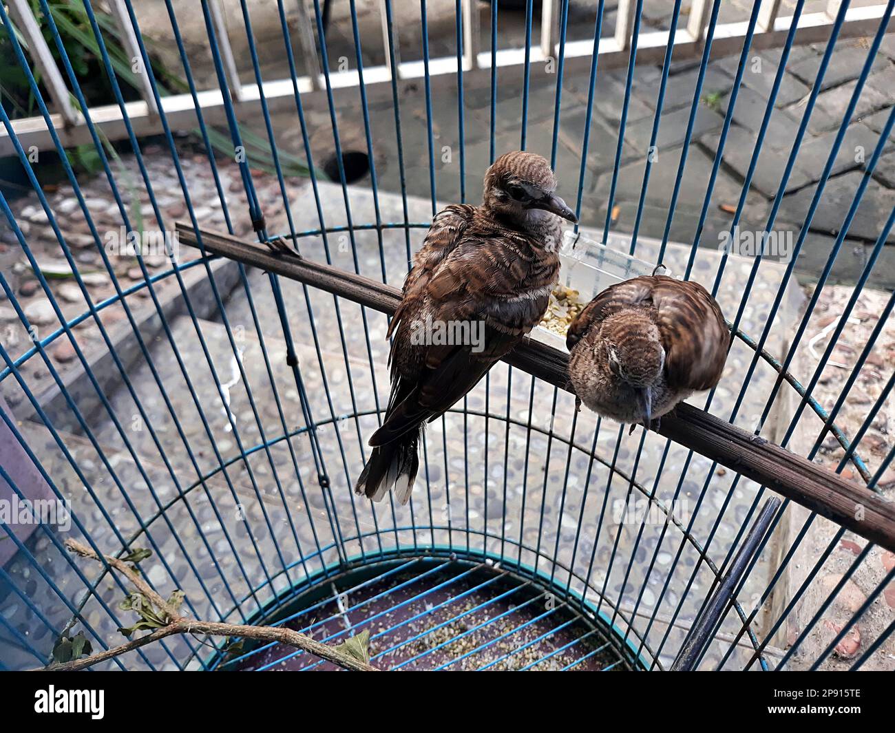 Two turtle dove hi-res stock photography and images - Alamy