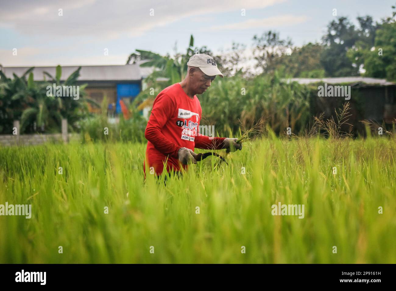 A farmer seen manual weeding on a rice field on a small agricultural ...