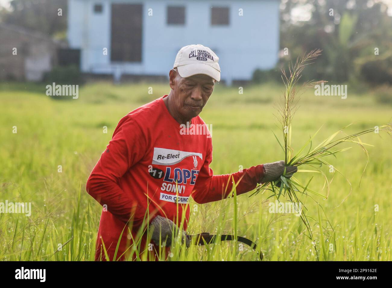 A farmer seen manual weeding on a rice field on a small agricultural ...
