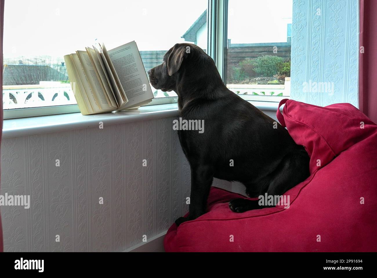 Chocolate Labrador Dog reading a book Stock Photo - Alamy