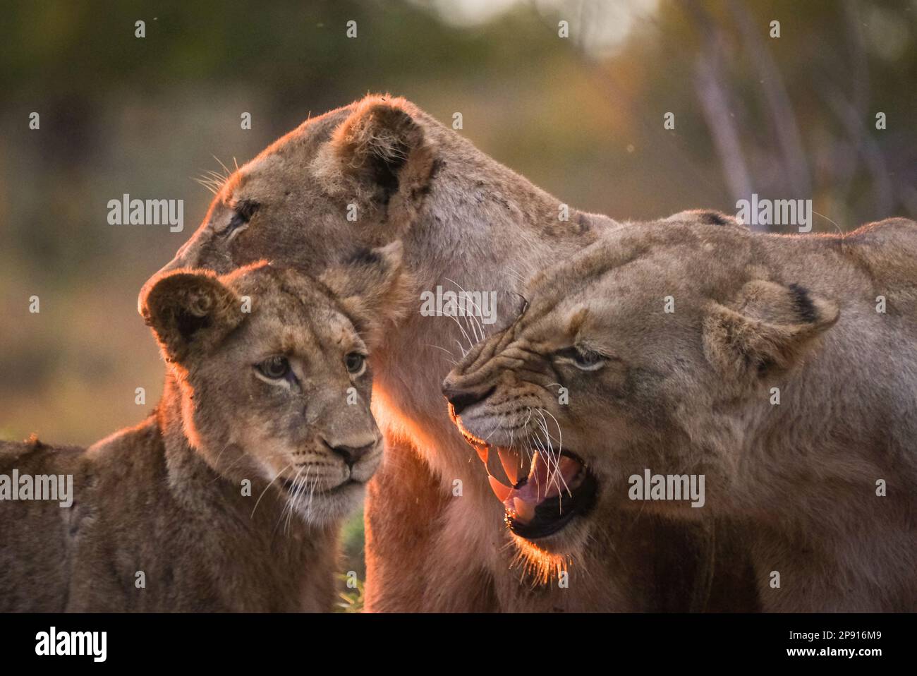 Pride of Lions in the wild of South Africa Stock Photo - Alamy