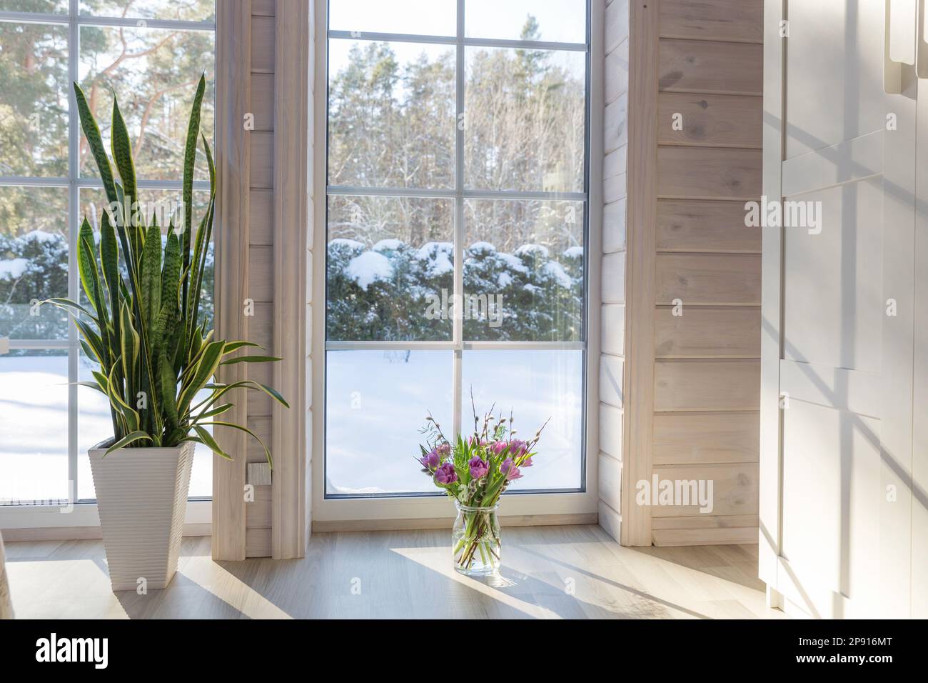 Winter landscape in white window. House plant Sansevieria trifasciata ...