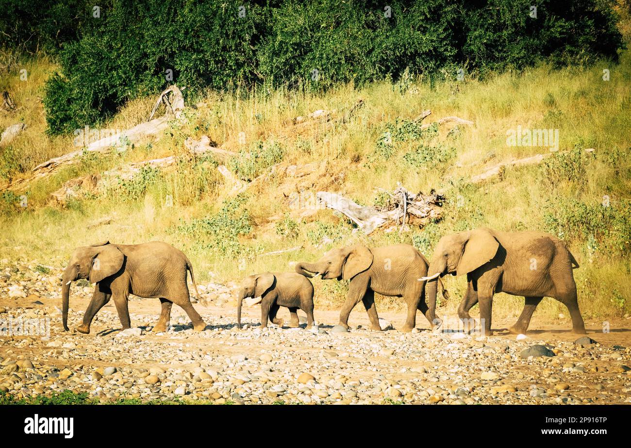 Breeding herd of elephants in the wild of South Africa Stock Photo - Alamy
