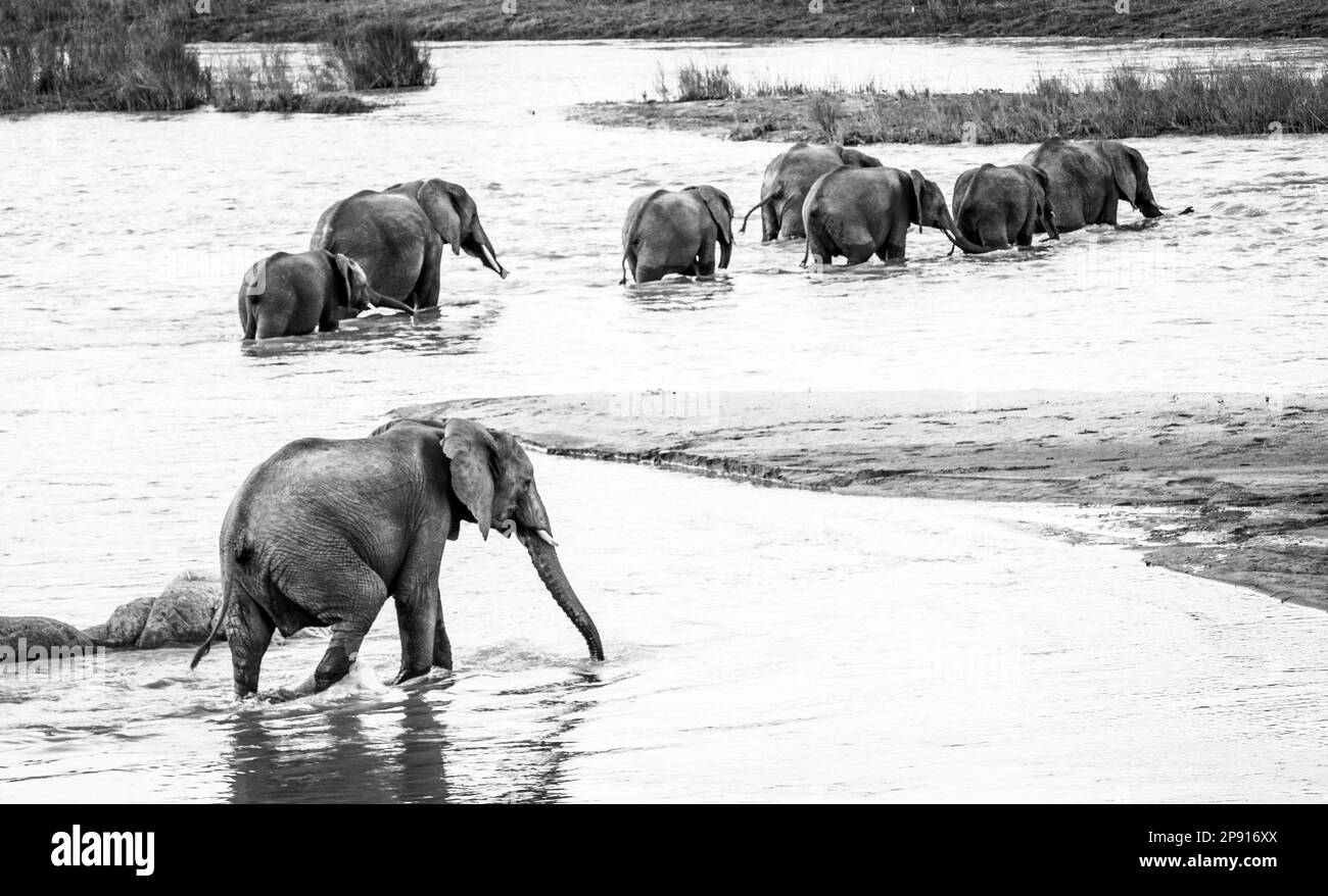 Breeding herd of elephants in the wild of South Africa Stock Photo - Alamy