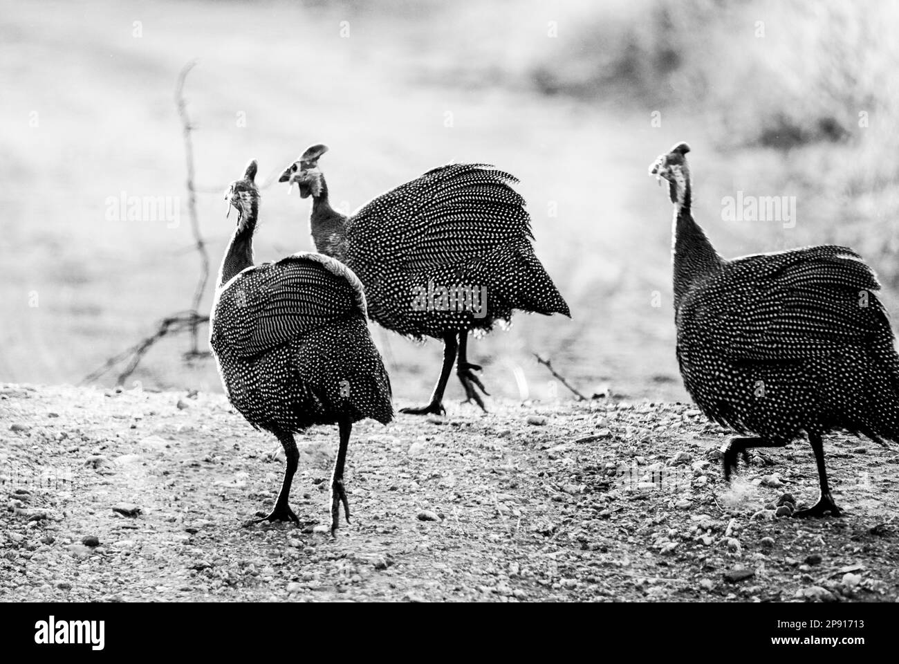 Guinea Fowls in the wild black and white Stock Photo - Alamy
