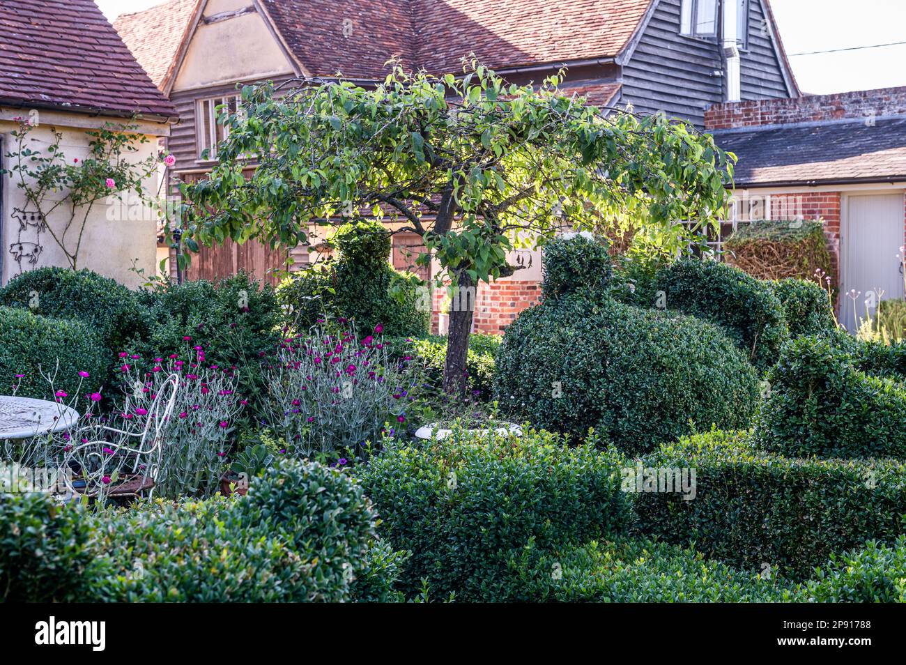 Malus 'Sun Rival' and rose campion with clipped heding in garden of ...