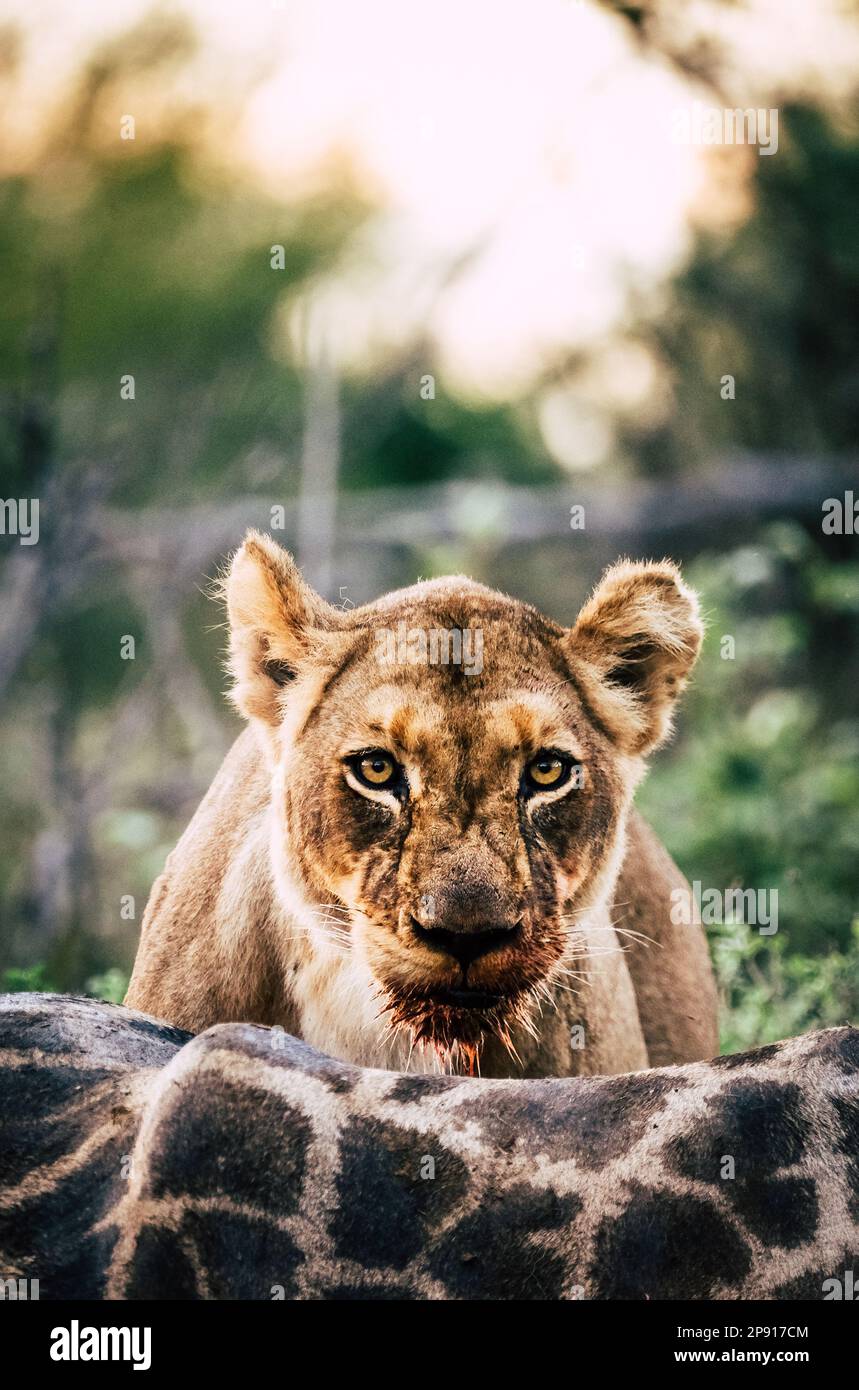 Lion hunting giraffe hi-res stock photography and images - Alamy